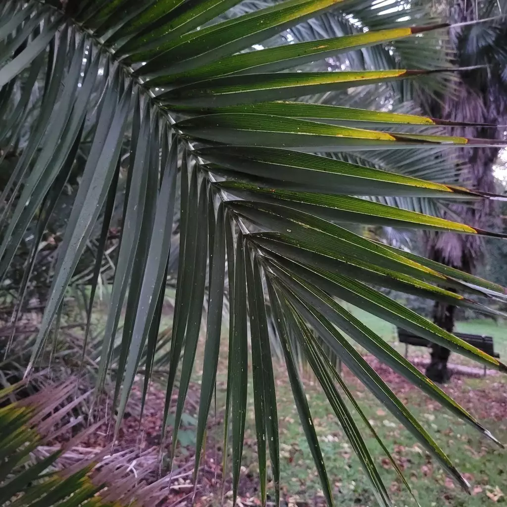 Phoenix canariensis - Palm,Tree,Web page Navigation - Canary Date Palm ...