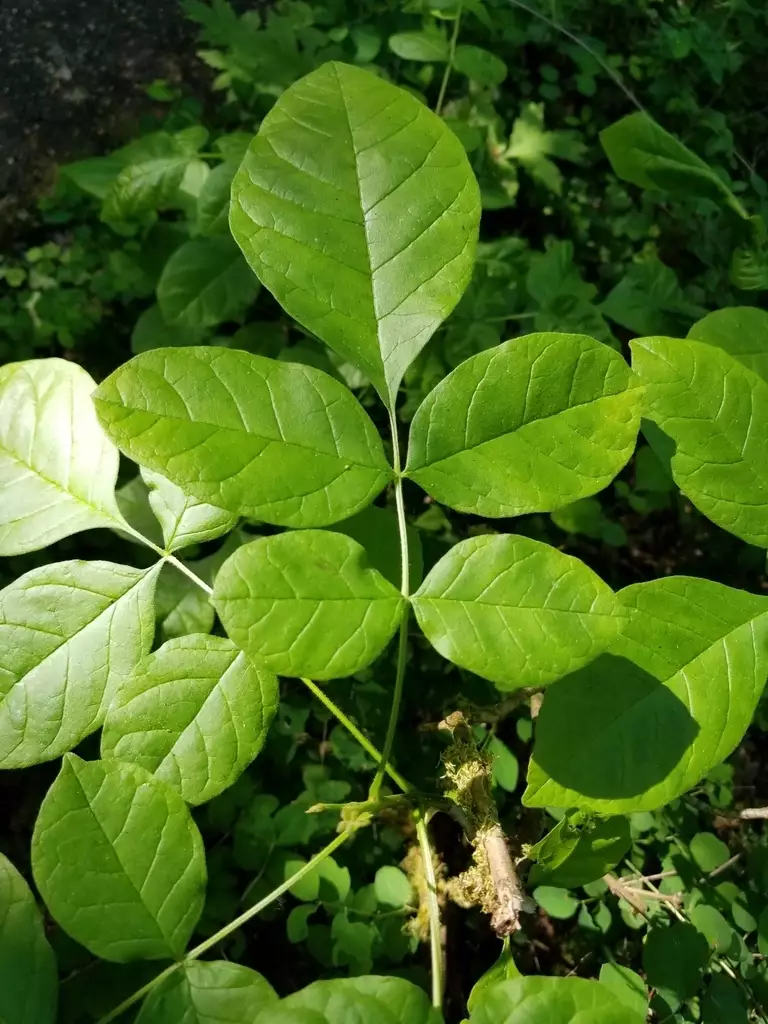 Fraxinus latifolia - Deciduous,Tree,Web page Navigation - Oregon Ash