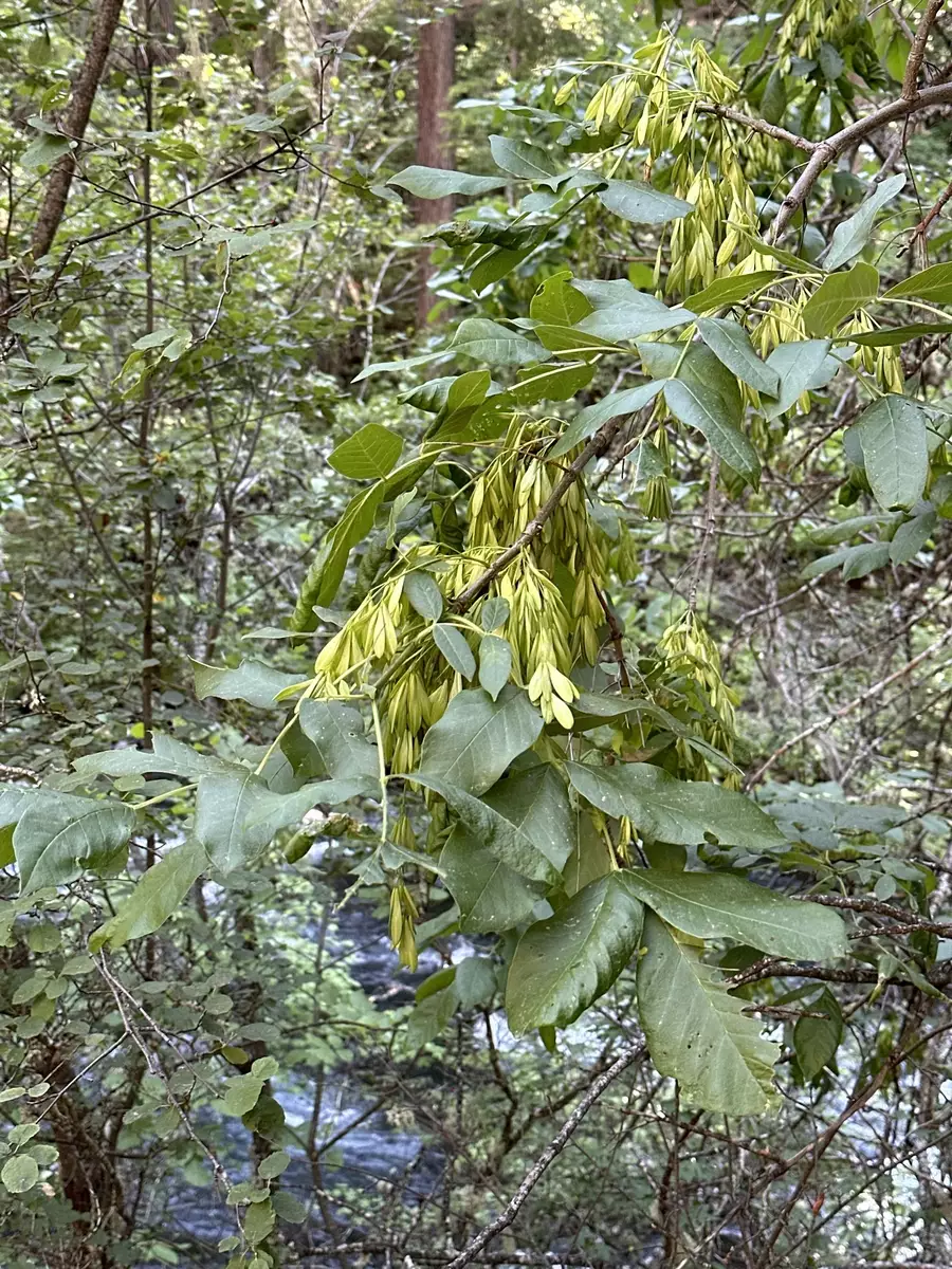 Fraxinus latifolia - Deciduous,Tree,Web page Navigation - Oregon Ash