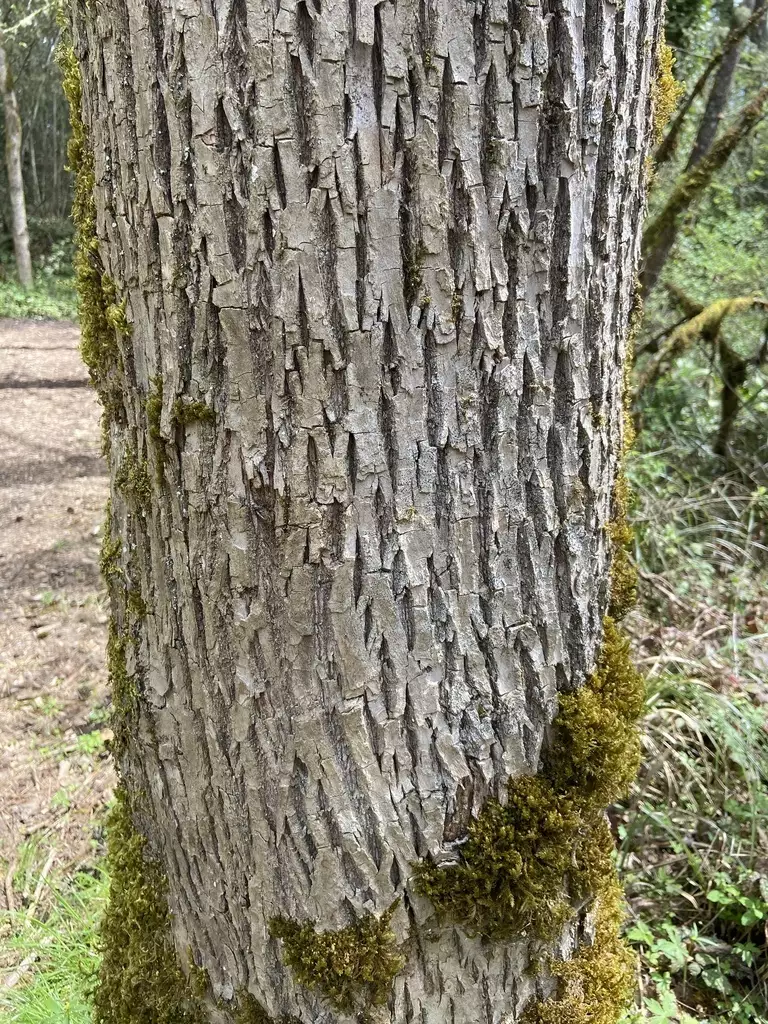 Fraxinus latifolia - Deciduous,Tree,Web page Navigation - Oregon Ash
