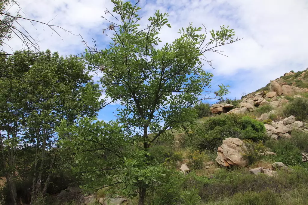 Fraxinus latifolia - Deciduous,Tree,Web page Navigation - Oregon Ash