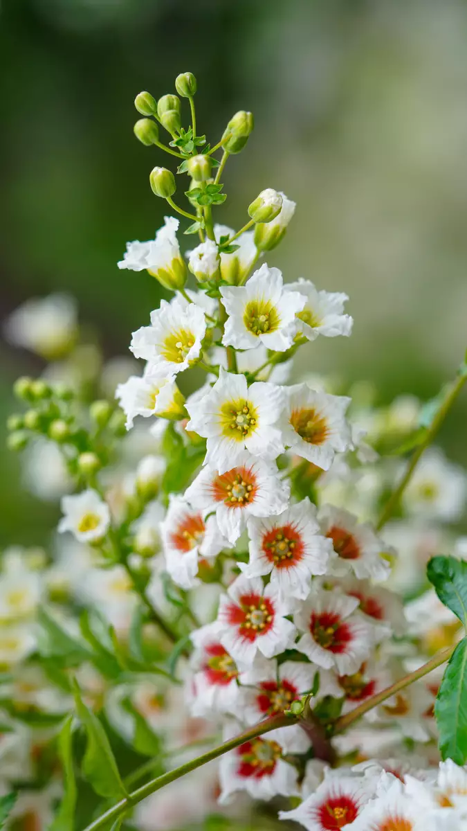 Xanthoceras sorbifolium - Shrub - Yellowhorn