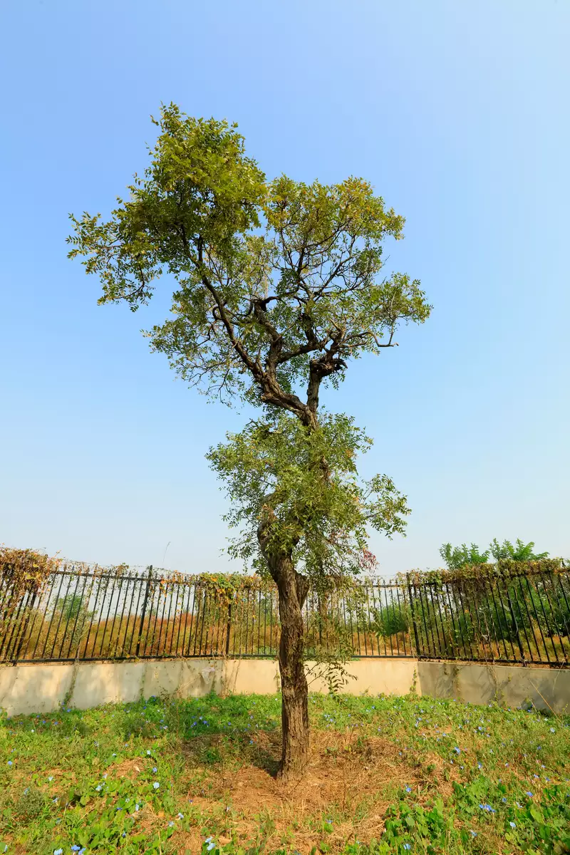 Xanthoceras sorbifolium - Shrub - Yellowhorn