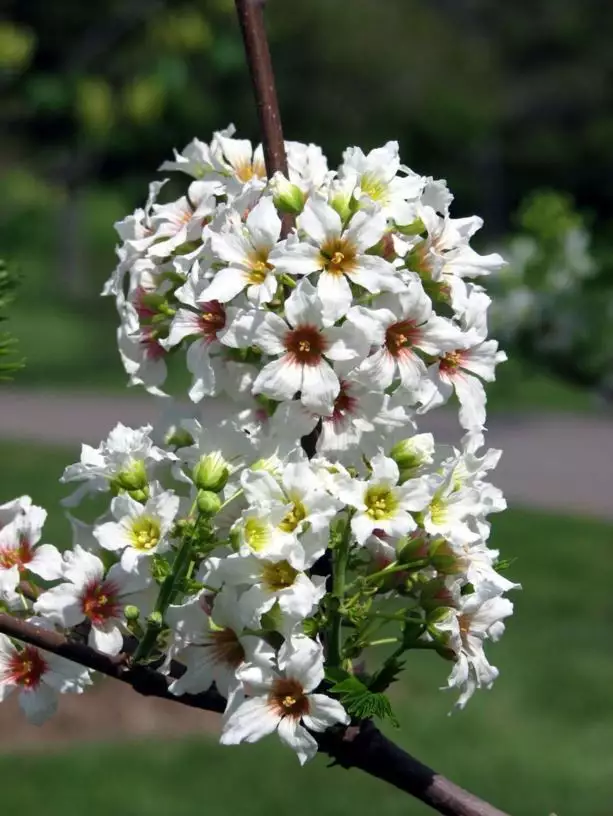 Xanthoceras sorbifolium - Shrub - Yellowhorn