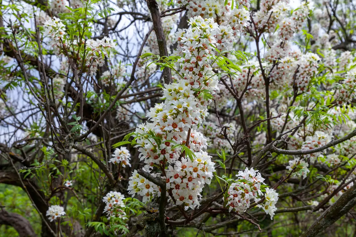 Xanthoceras sorbifolium - Shrub - Yellowhorn