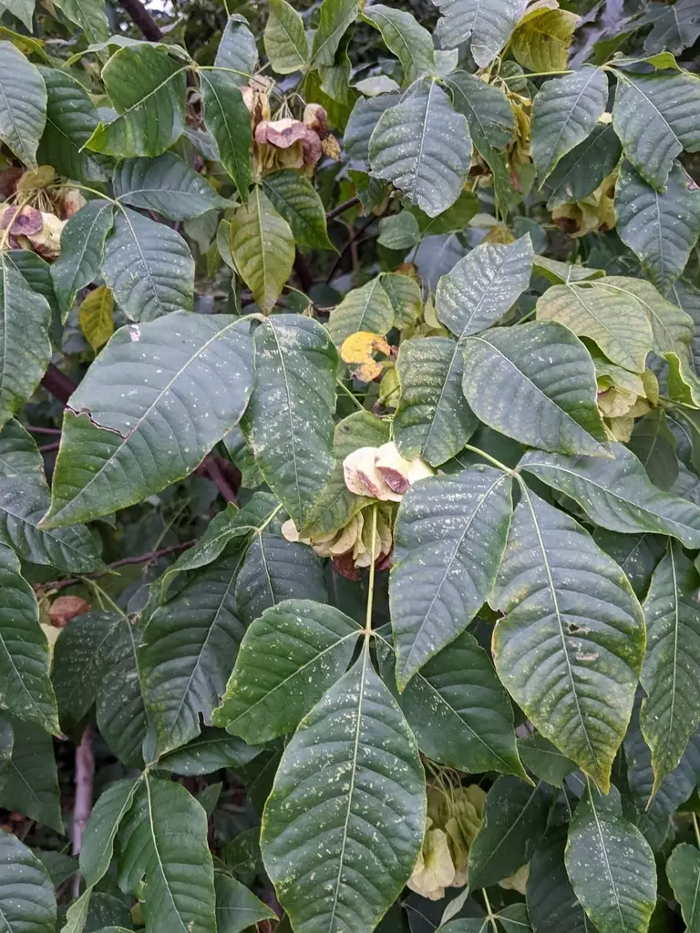 Ptelea trifoliata - Medicinal Herbs,Web page Navigation - Common ...