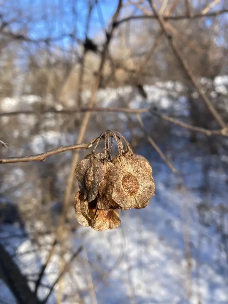 Ptelea trifoliata - Medicinal Herbs,Web page Navigation - Common ...