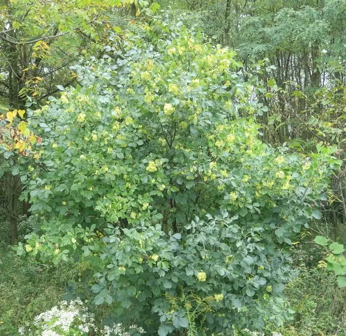 Ptelea trifoliata - Medicinal Herbs,Web page Navigation - Common ...