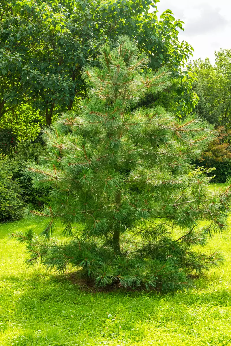 Pinus armandii - Conifer - Armand Pine, Chinese White Pine, David's Pine