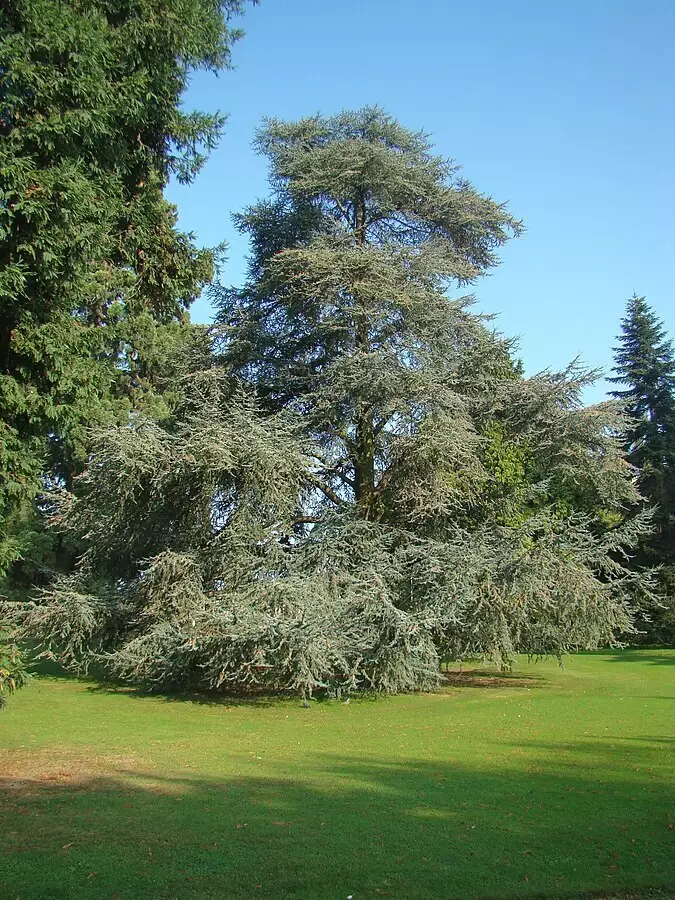 Cedrus atlantica 'Glauca' - Conifer - Blue Atlas Cedar