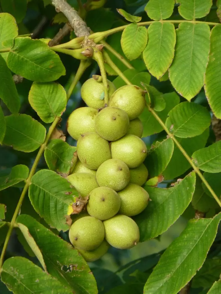 Juglans ailantifolia - Edible Fruit/Nuts,Fruits - Japanese Walnut