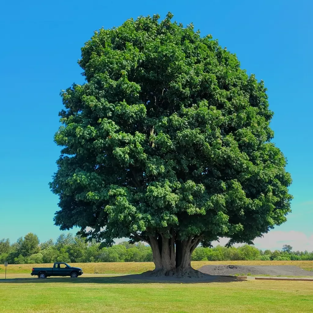 Acer macrophyllum - Hardwood - Bigleaf Maple, Oregon Maple