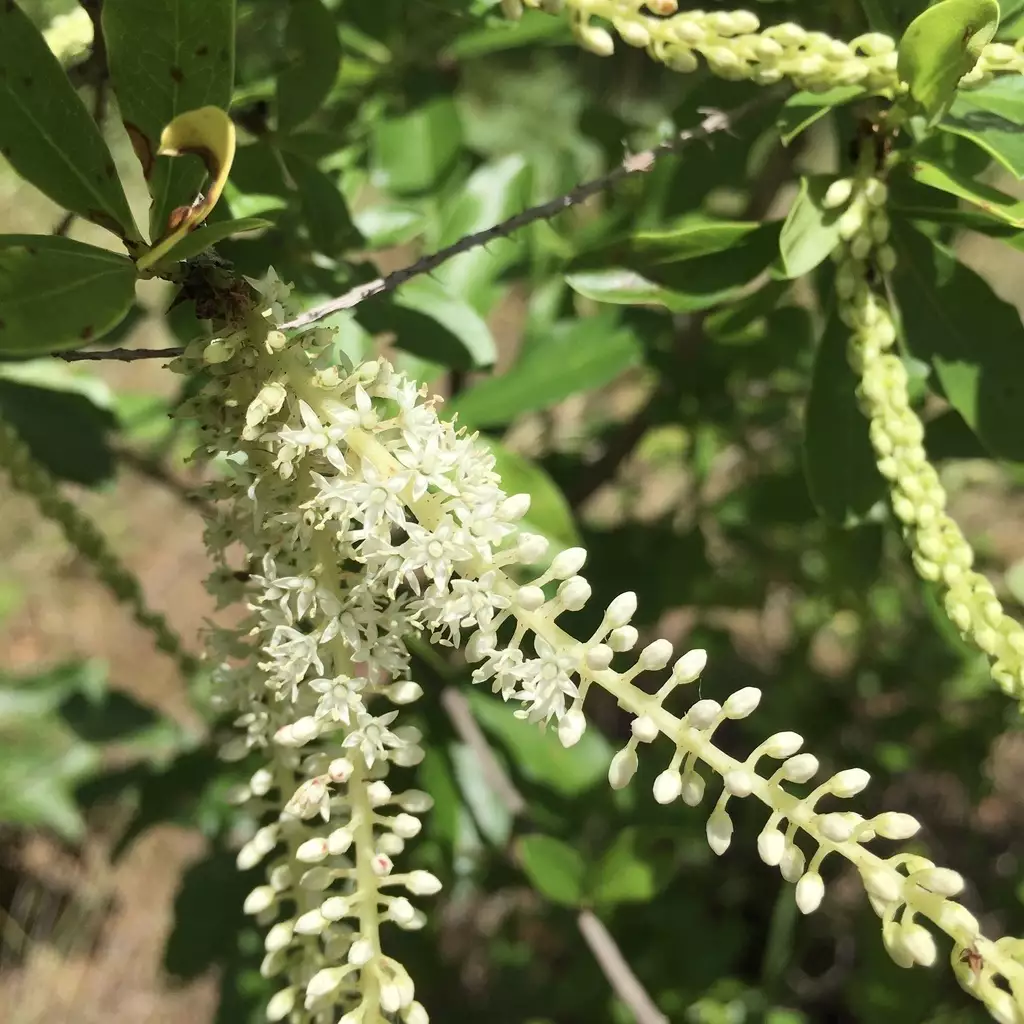 Sheffield's Seed Company