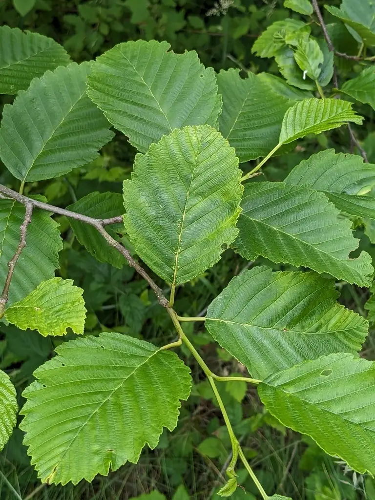 Alnus rubra - Deciduous,Medicinal Herbs - Red Alder