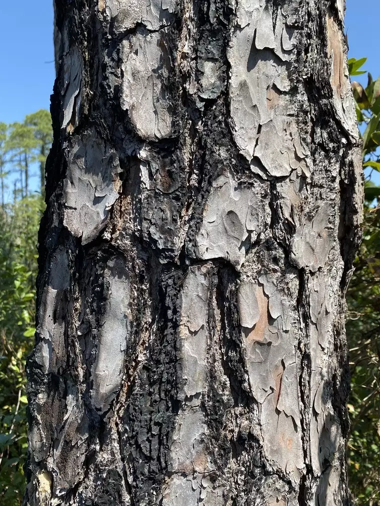Pinus serotina - Conifer - Marsh Pine, Pocosin Pine, Pond Pine