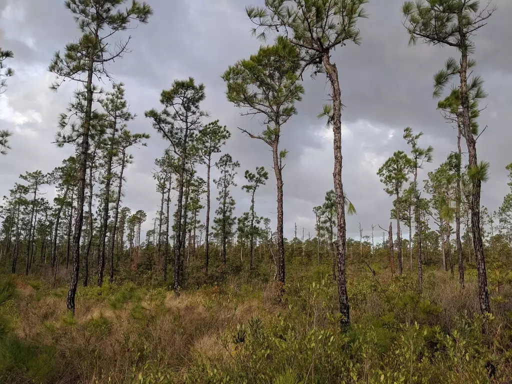 Pinus serotina - Conifer - Marsh Pine, Pocosin Pine, Pond Pine