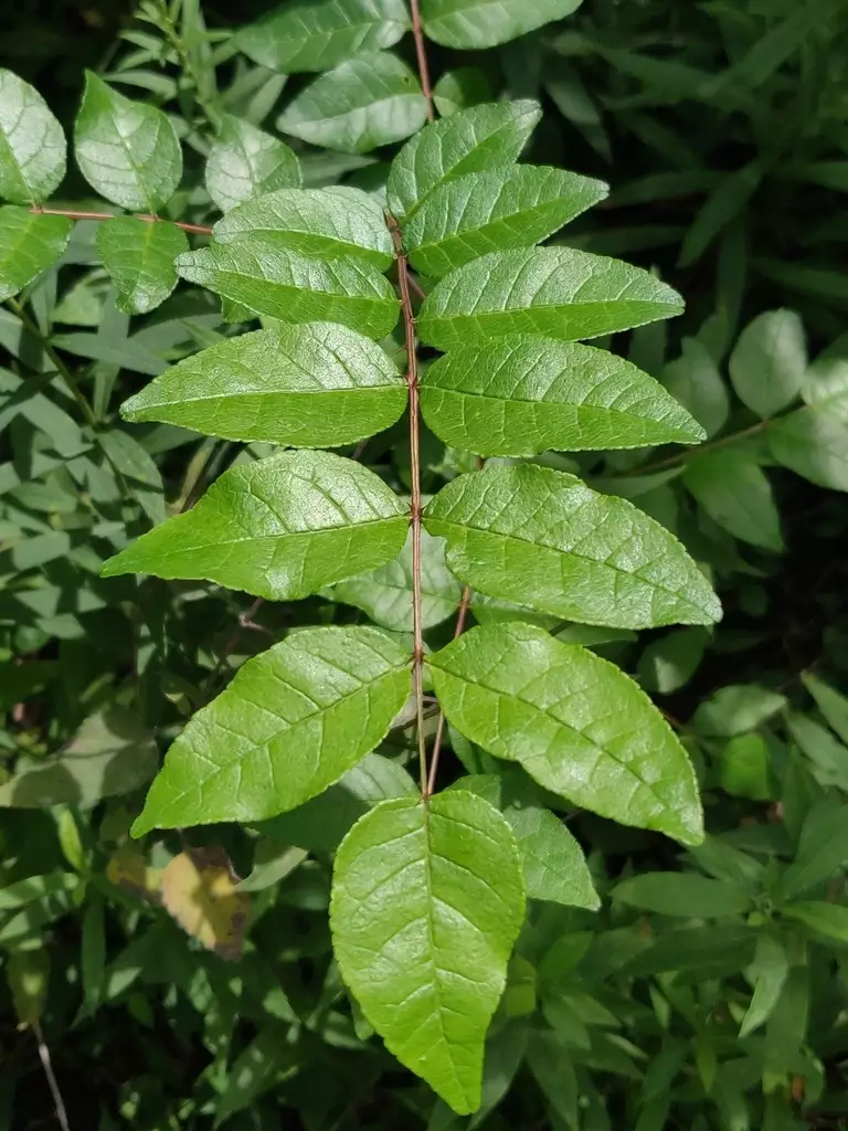 Zanthoxylum americanum - Deciduous,Medicinal Herbs - Common Pricklyash ...