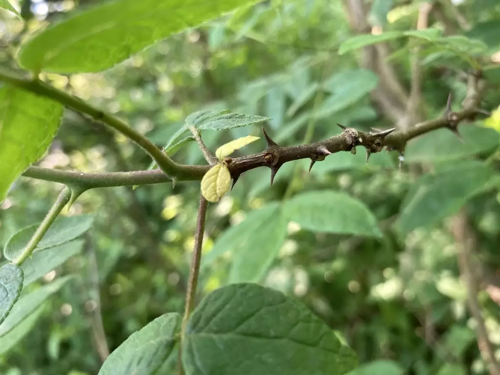 Zanthoxylum americanum - Deciduous,Medicinal Herbs - Common Pricklyash ...