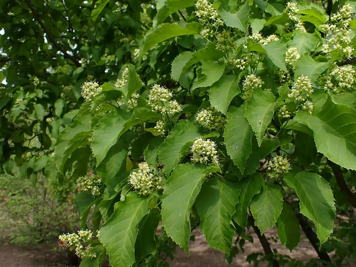 Acer tataricum - Common Bonsai,Deciduous,Hardwood,Shade Tree - Tartar ...