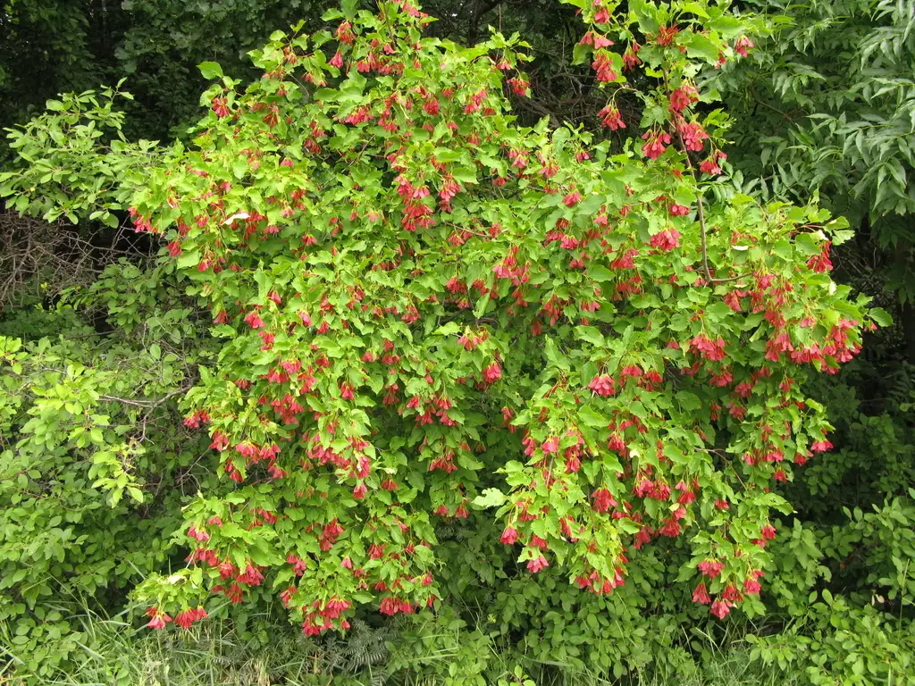 Acer tataricum - Common Bonsai,Deciduous,Hardwood,Shade Tree - Tartar ...