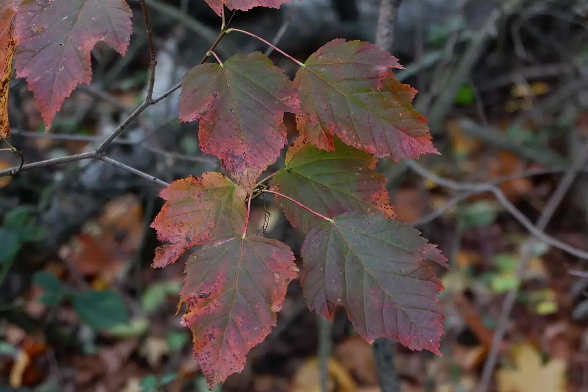 Sheffield's Seed Company