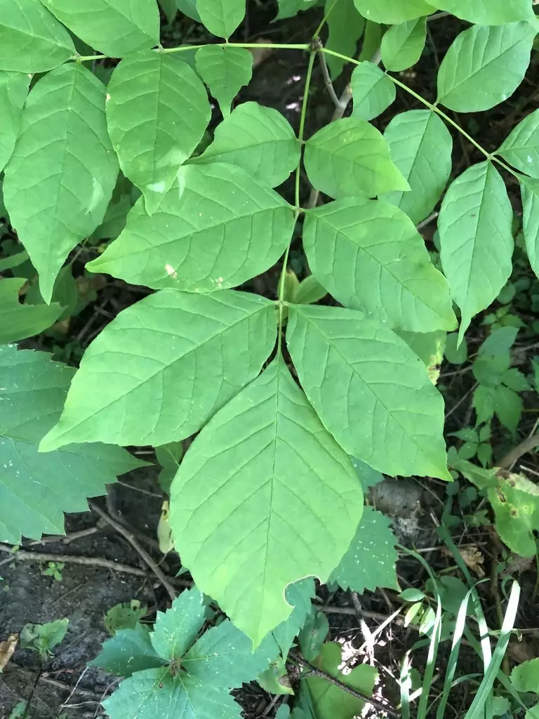 Fraxinus americana - Deciduous,Hardwood,Shade Tree - American Ash ...