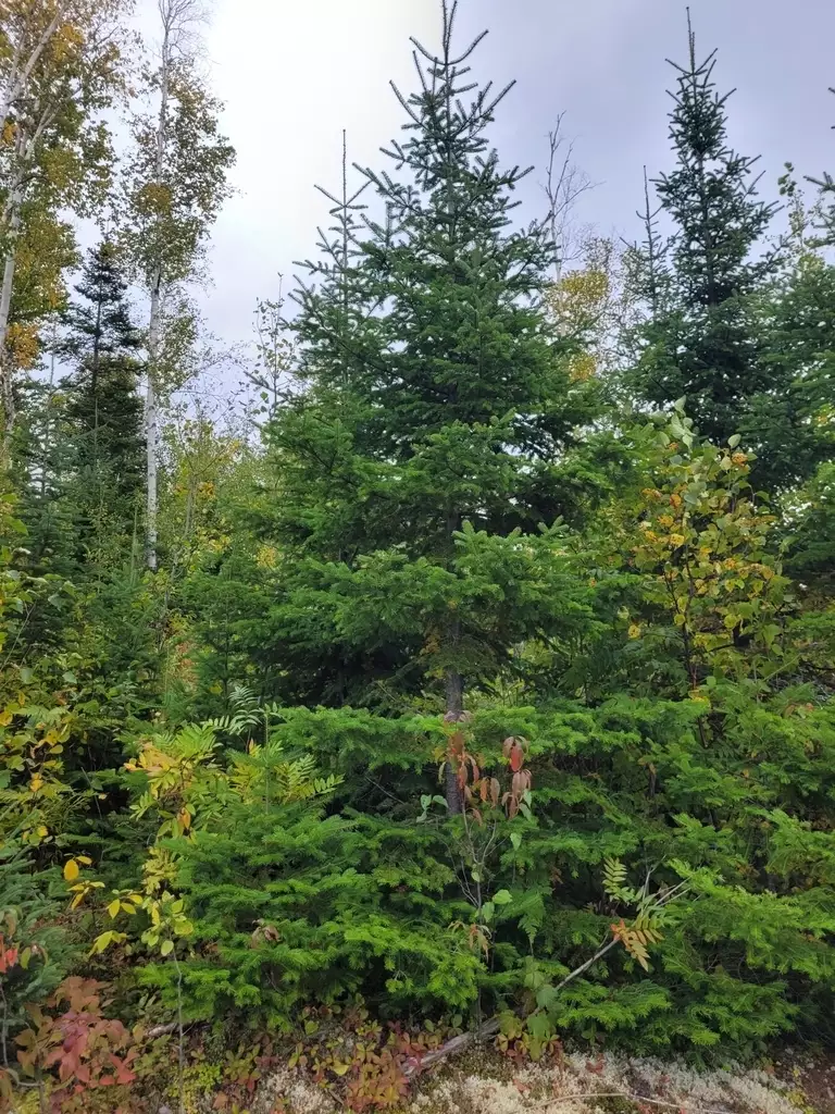 Abies balsamea Wisconsin - Conifer - Balsam Fir