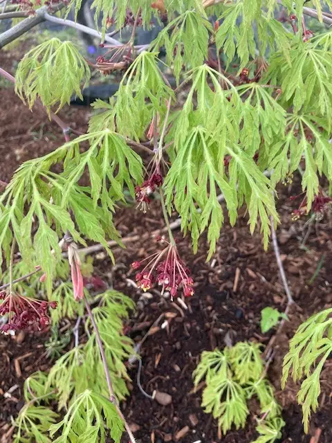 Acer japonicum 'Green Cascade' fresh/green seed - Common Bonsai ...