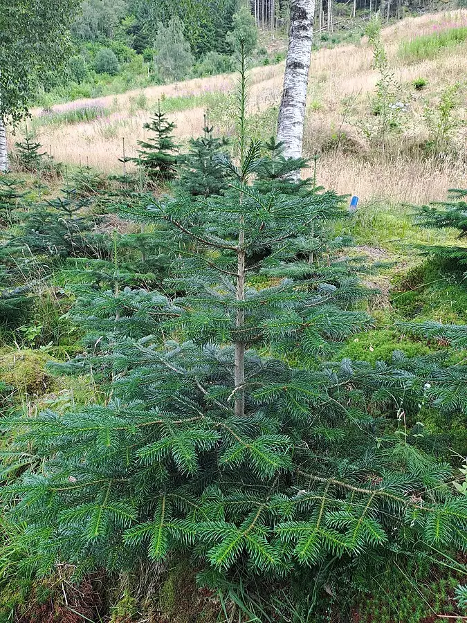 Abies nordmanniana Ambrolauri - Conifer - Caucasian Fir, Nordmann Fir