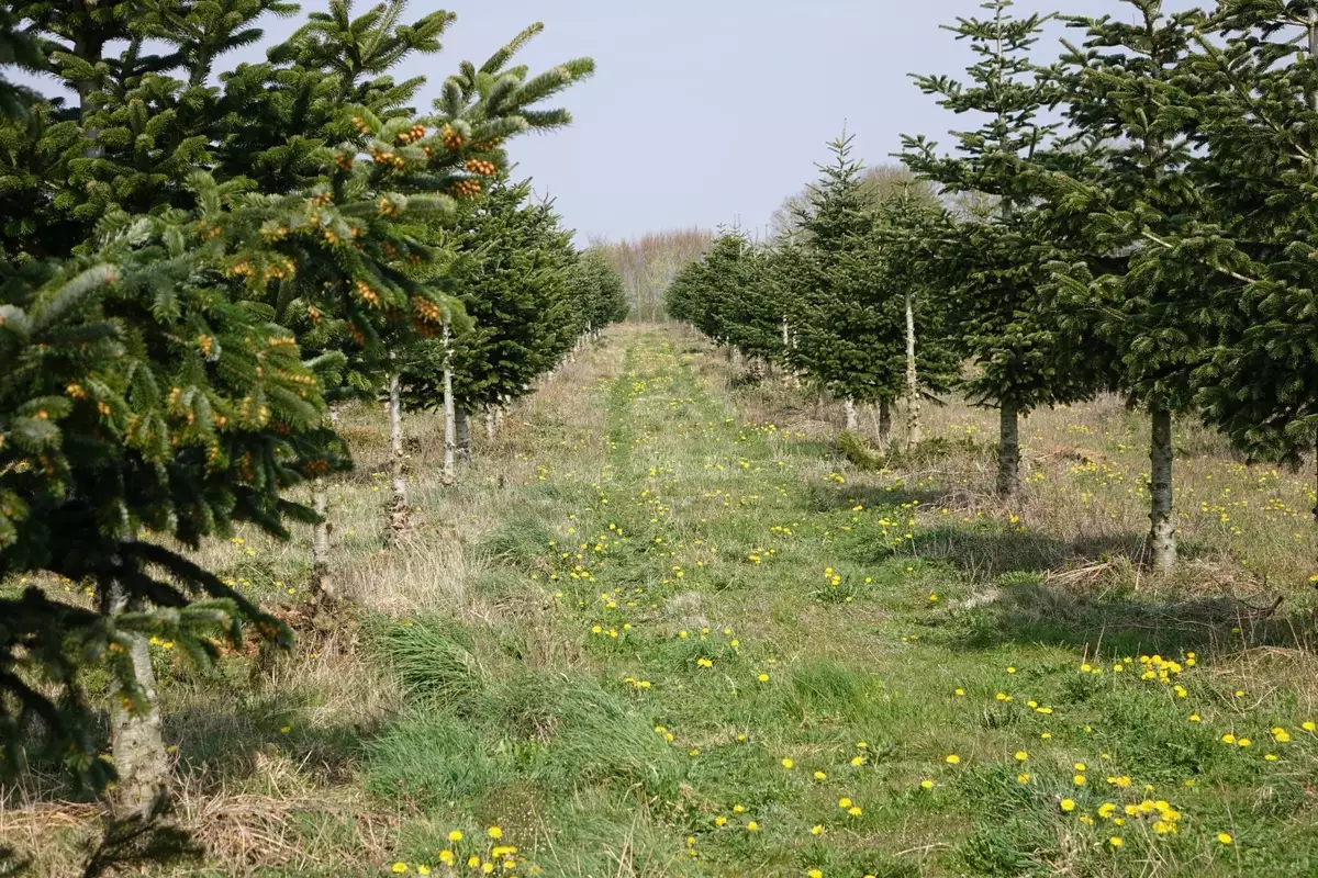 Abies bornmuelleriana Select - Conifer,Tree,Web page Navigation ...