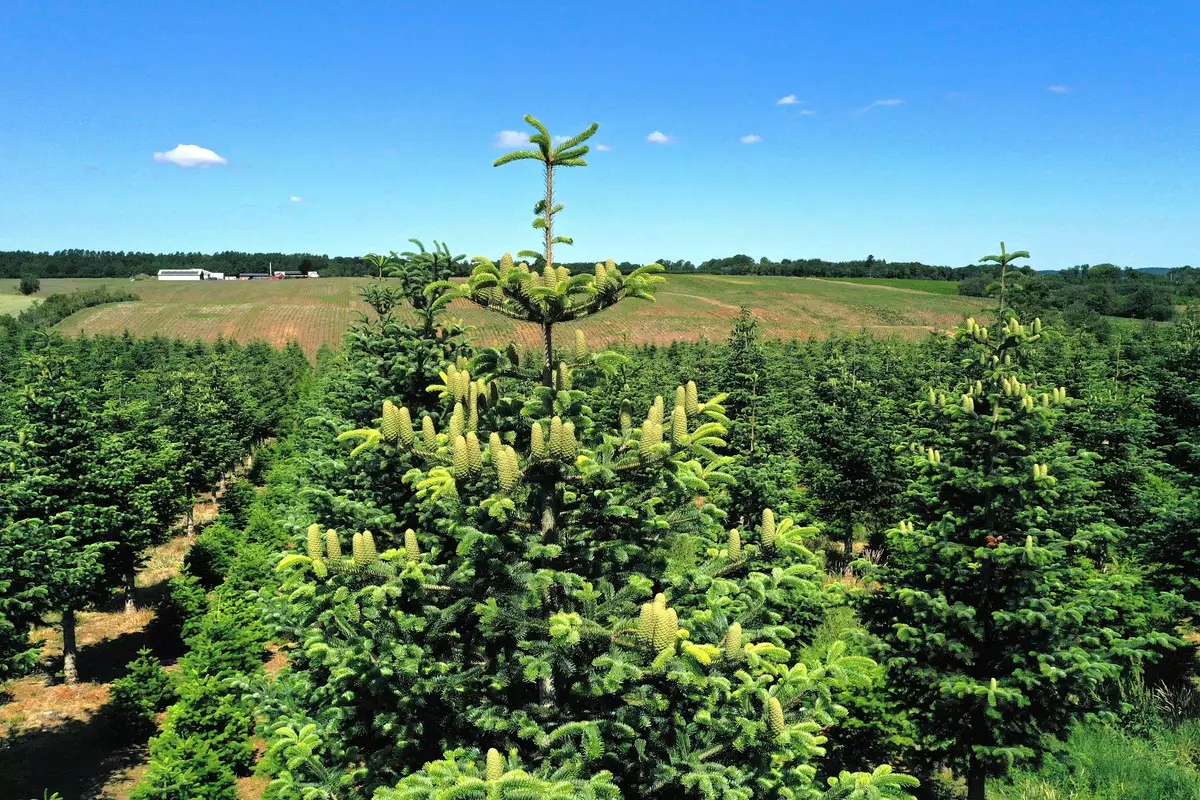 Abies bornmuelleriana Select - Conifer,Tree,Web page Navigation ...