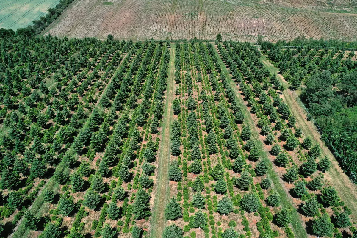 Abies bornmuelleriana Select - Conifer,Tree,Web page Navigation ...