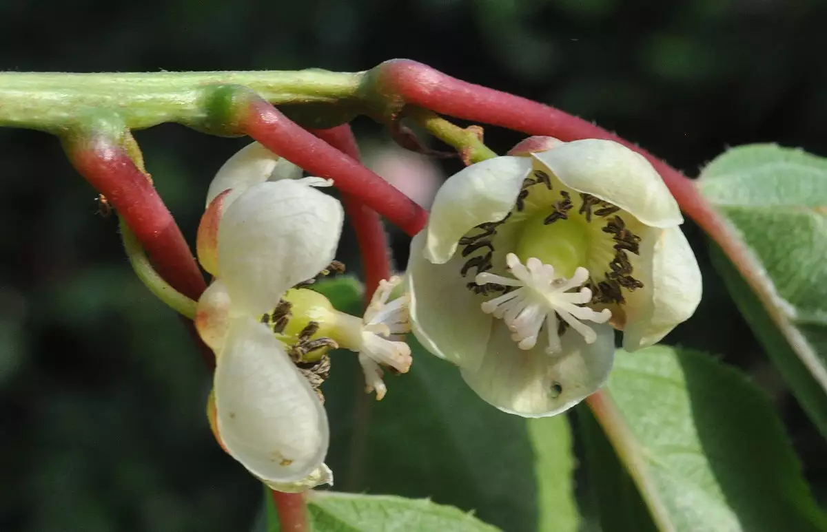 Actinidia arguta - Vine - Bower Actinidia, Hardy Kiwi, Kiwi Berry, Tara ...