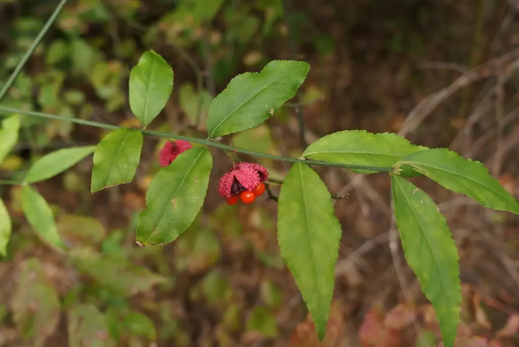 Euonymus Americanus Edible