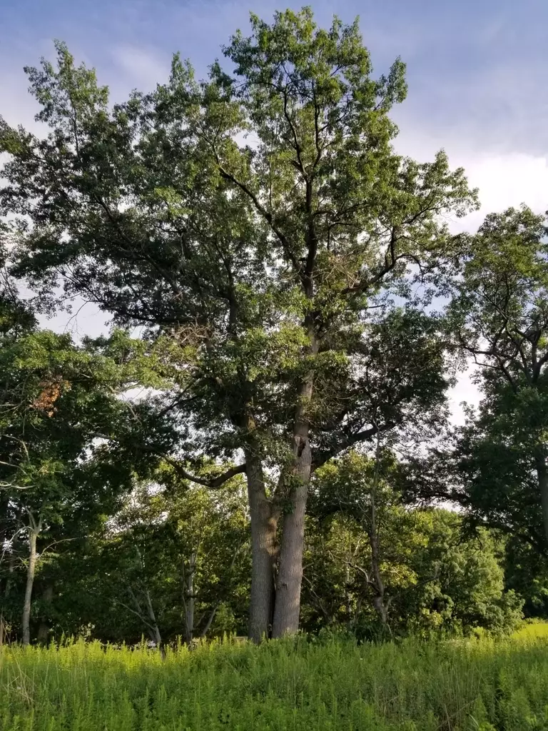 Quercus velutina - Hardwood - Black Oak