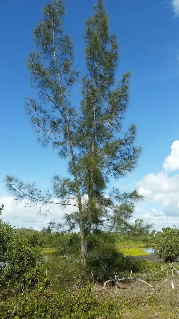 Casuarina cunninghamiana - Evergreen Leaves - Australian Pine, Beefwood ...