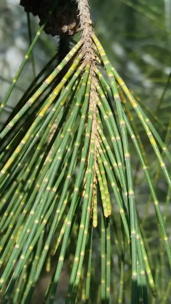 Casuarina cunninghamiana - Evergreen Leaves - Australian Pine, Beefwood ...