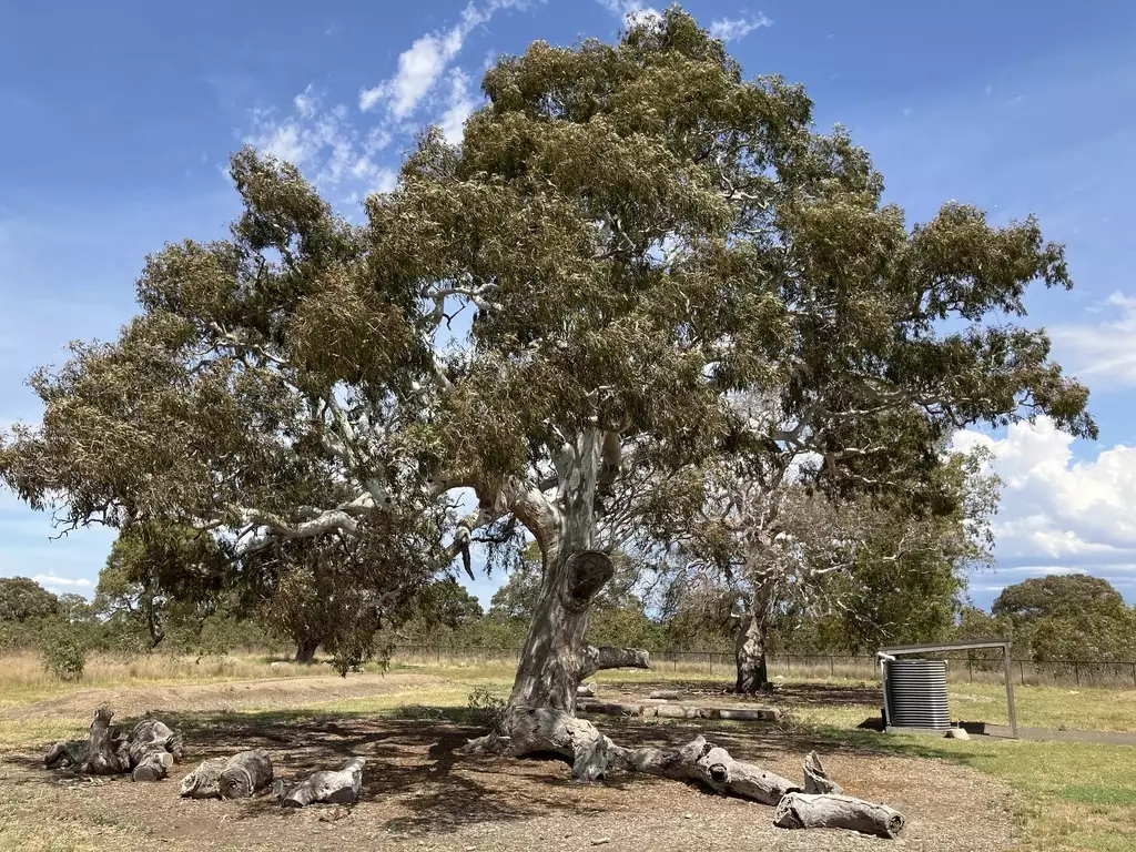 Eucalyptus camaldulensis - Common Bonsai,Evergreen Leaves,Medicinal ...