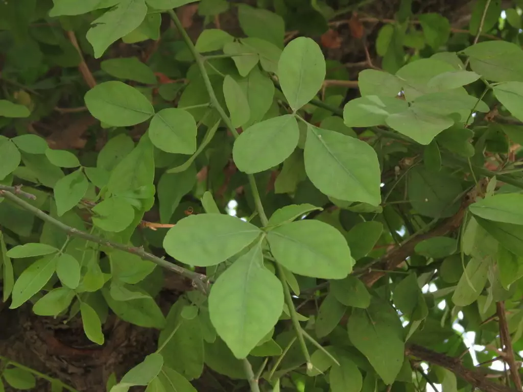 Aegle marmelos - Deciduous,Medicinal Herbs,Tree,Web page Navigation ...
