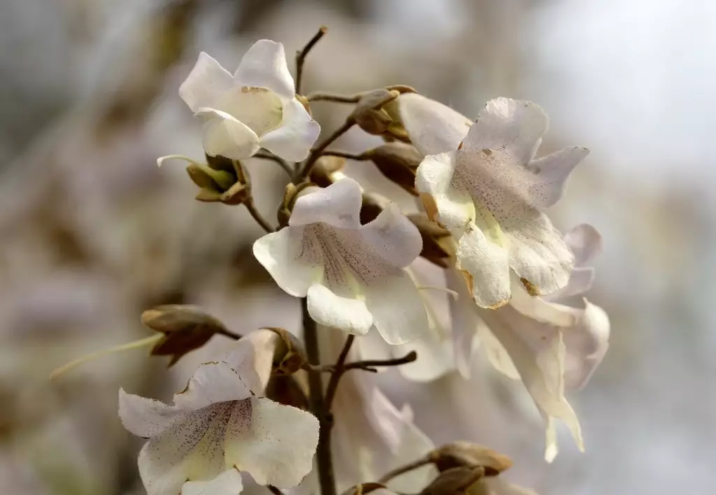 Paulownia fortunei - Hardwood - Dragon Tree, Fortunes Empress Tree ...