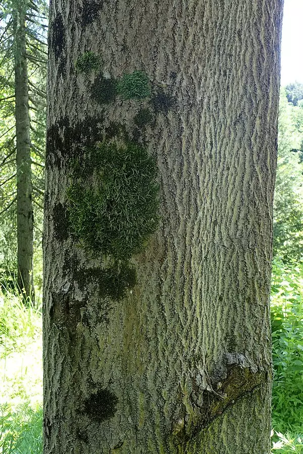 Paulownia fortunei - Hardwood - Dragon Tree, Fortunes Empress Tree ...