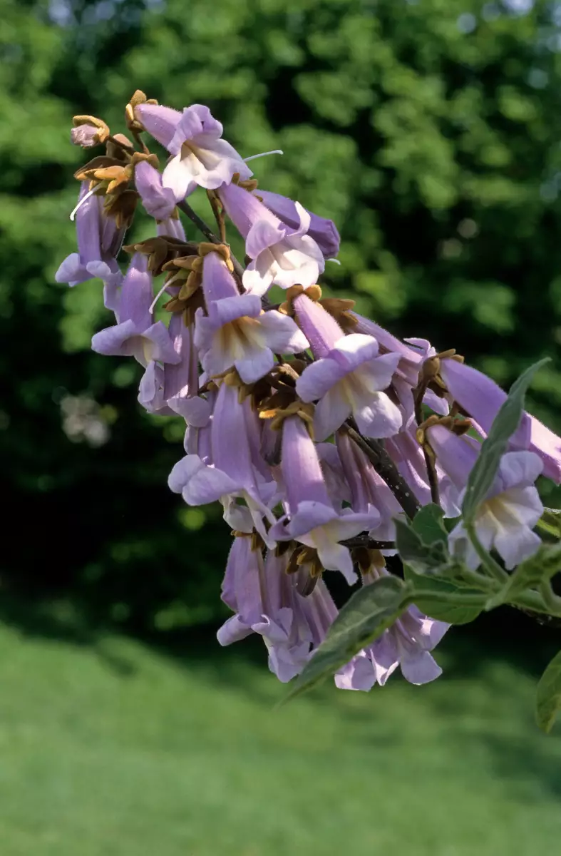 Paulownia fortunei - Hardwood - Dragon Tree, Fortunes Empress Tree ...