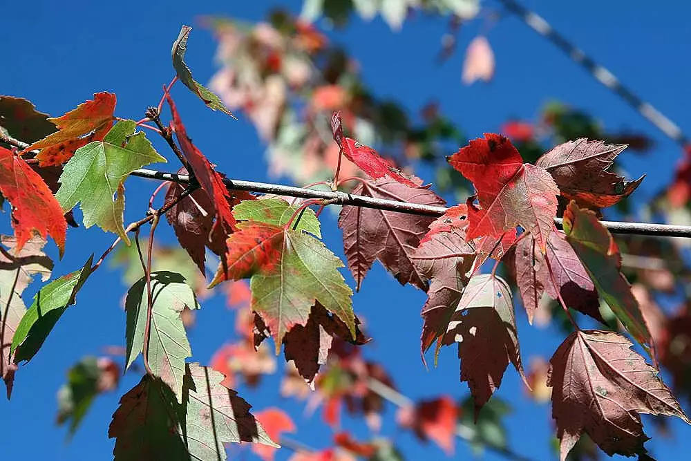 Acer rubrum var. Selected Varieties winged seed - Common Bonsai ...