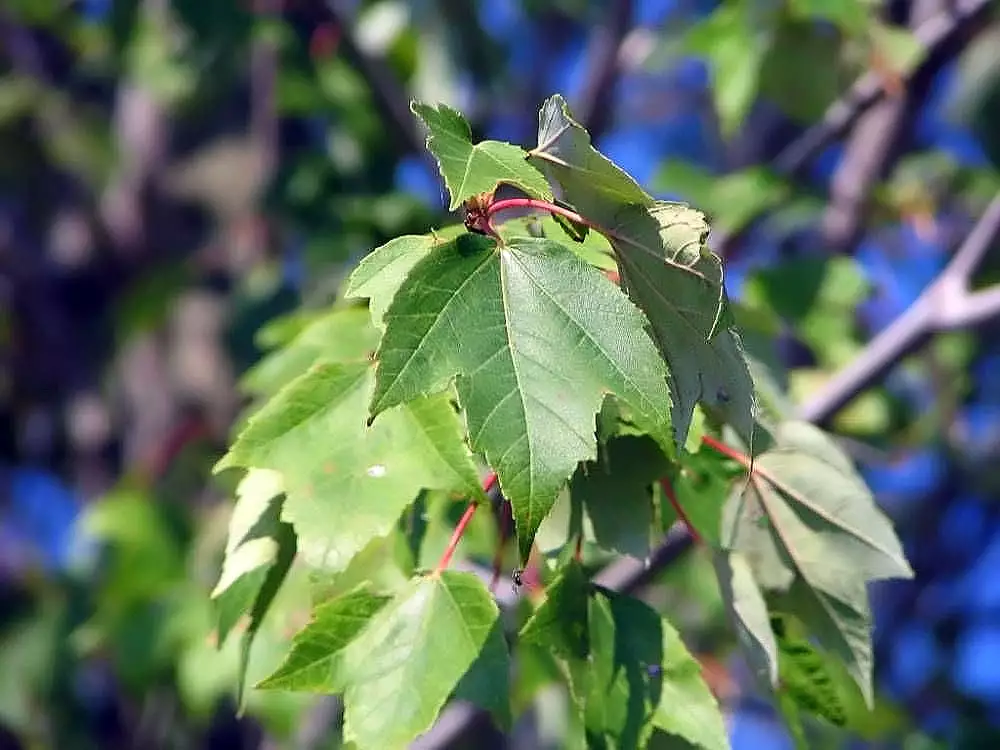 Acer rubrum var. Selected Varieties winged seed - Common Bonsai ...