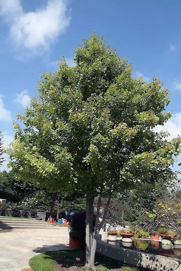 Acer rubrum var. Selected Varieties winged seed - Common Bonsai ...