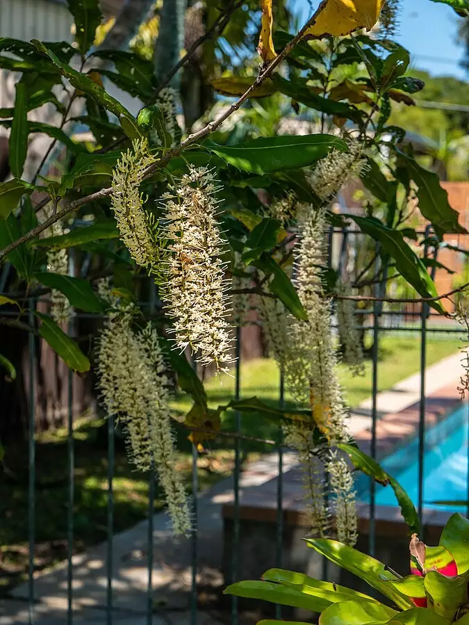 Macadamia integrifolia - Edible Fruit/Nuts,Evergreen Leaves,Fruits ...