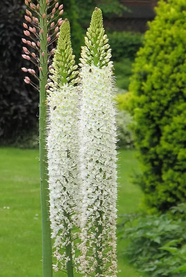 Eremurus robustus - Flower,Herbaceous Plants,Perennial,Web page ...
