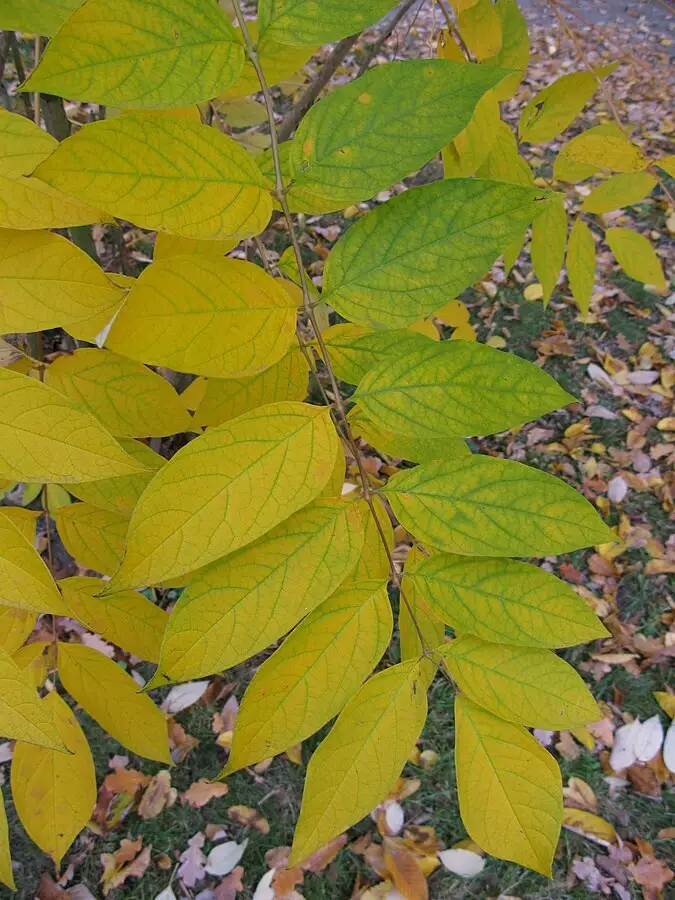 Decaisnea fargesii - Shrub - Blue Sausage Fruit, Blue-bean, Dead Man's ...