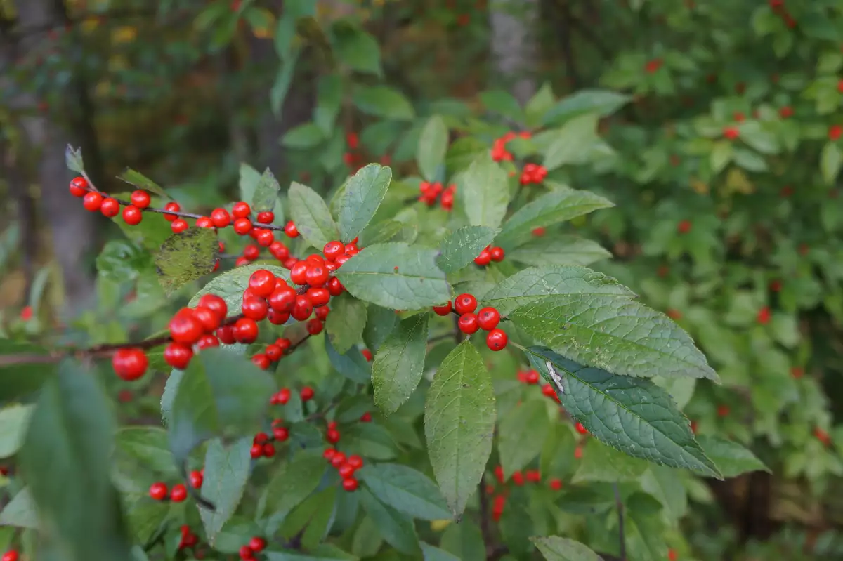 Ilex verticillata - Shrub - Common Winterberry, Winterberry