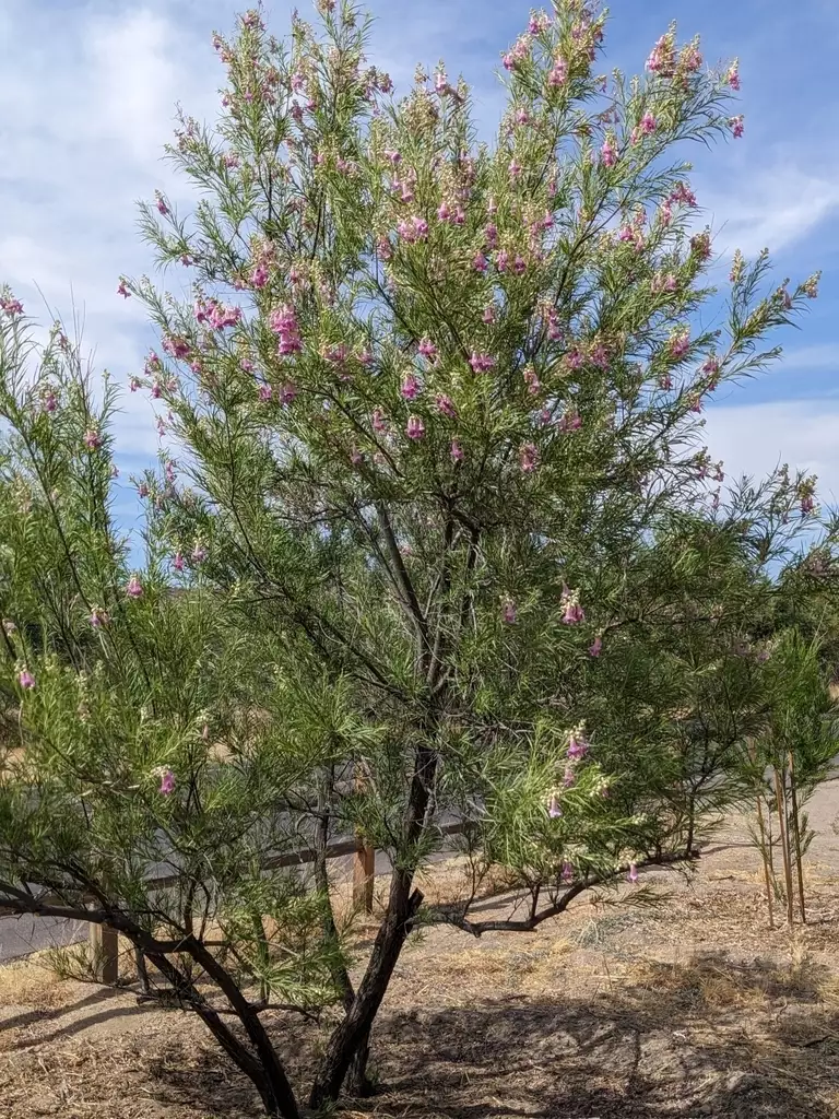 Chilopsis linearis - Medicinal Herbs,Shrub - Desert Willow